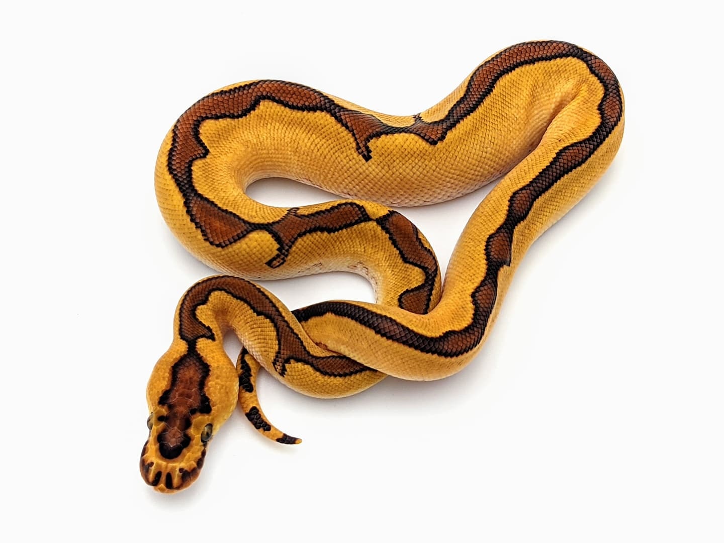 Special Enchi Clown Ball Python by Python Perfection Inc - MorphMarket