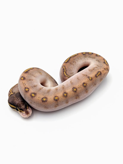 Ghi Highway 50% Het Clown Ball Python by Python Perfection Inc