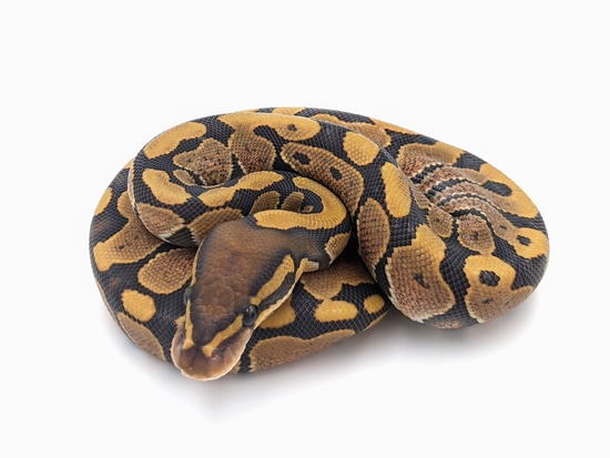 Hypo Het Tristripe (Tsk) Ball Python by Python Perfection Inc