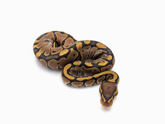 Hypo Het Tristripe (Tsk) Ball Python by Python Perfection Inc