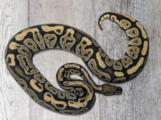 Black Pastel Hypo Het Tristripe (Tsk) Ball Python by Python Perfection Inc