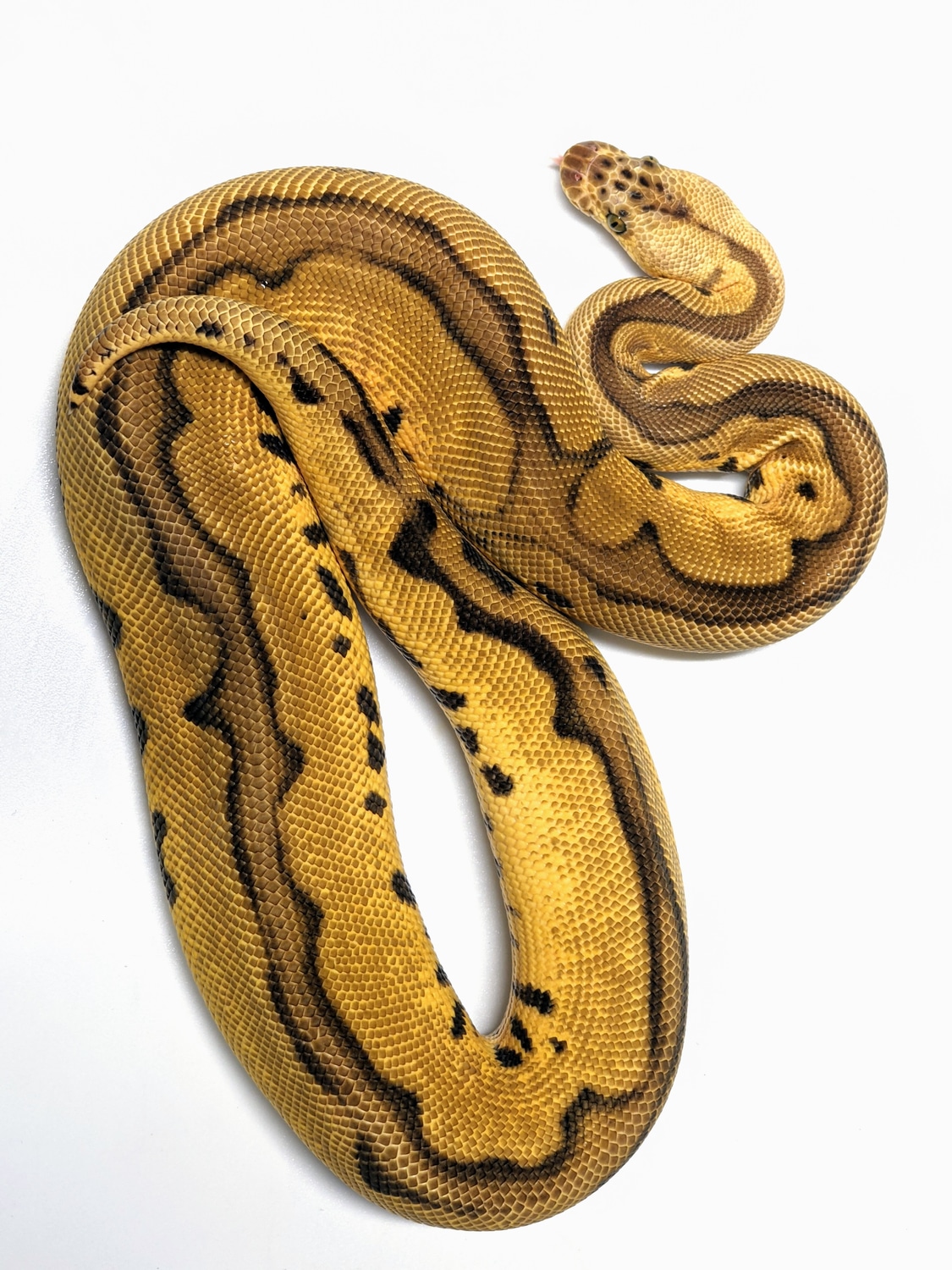 Pastel Leopard Clown Pos Gravel Ball Python by Python Perfection Inc ...
