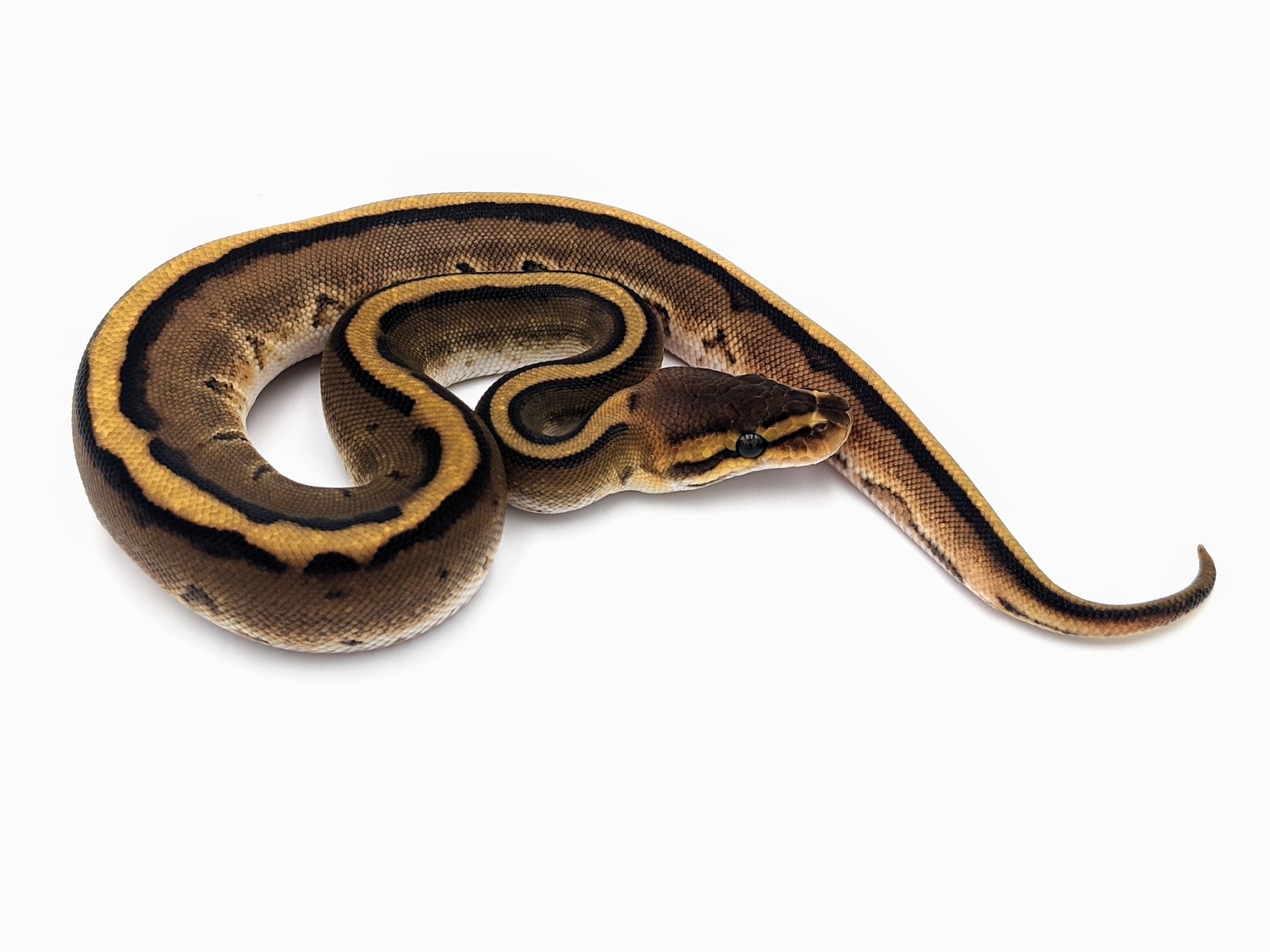 Genetic Stripe 66% Het Clown Ball Python by Python Perfection Inc ...