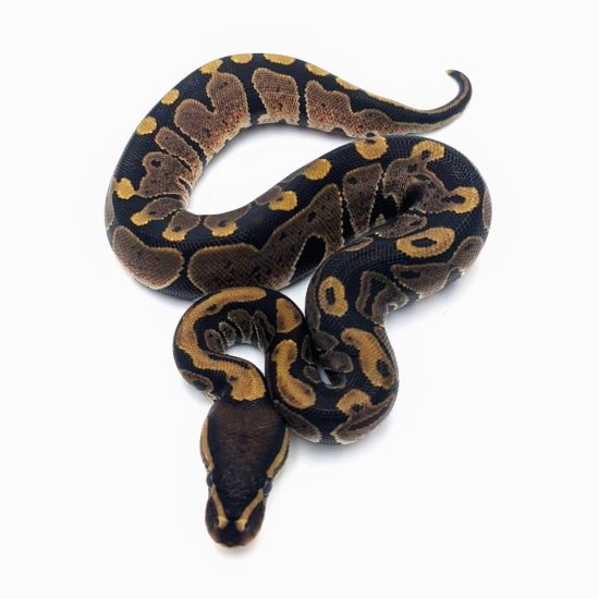 Het Hypo Het Ultramel Het Tristripe (Tsk) Ball Python by Python Perfection Inc