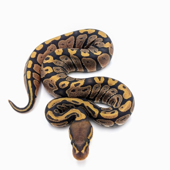 Hypo Het Ultramel Het Tristripe (Tsk) Ball Python by Python Perfection Inc