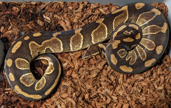 Chocolate Enchi Huffman Het Hypo Ball Python by Python Perfection Inc