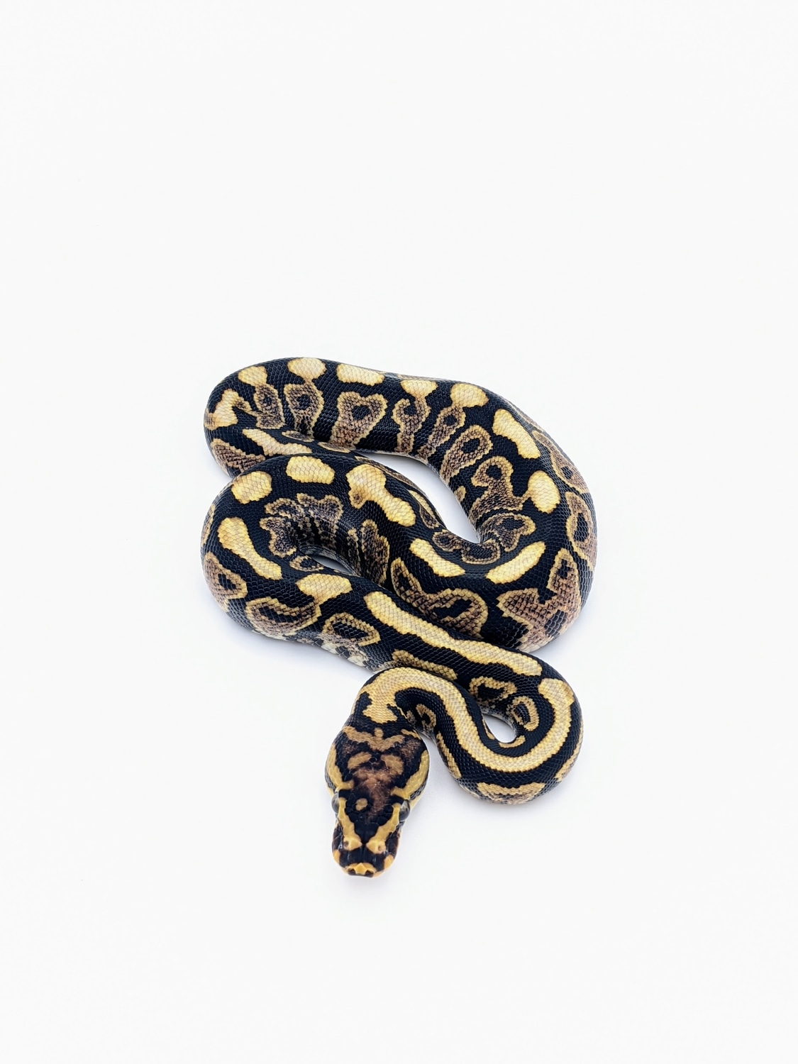Spotnose Yellow Belly Het Clown Ball Python by Python Perfection Inc - MorphMarket