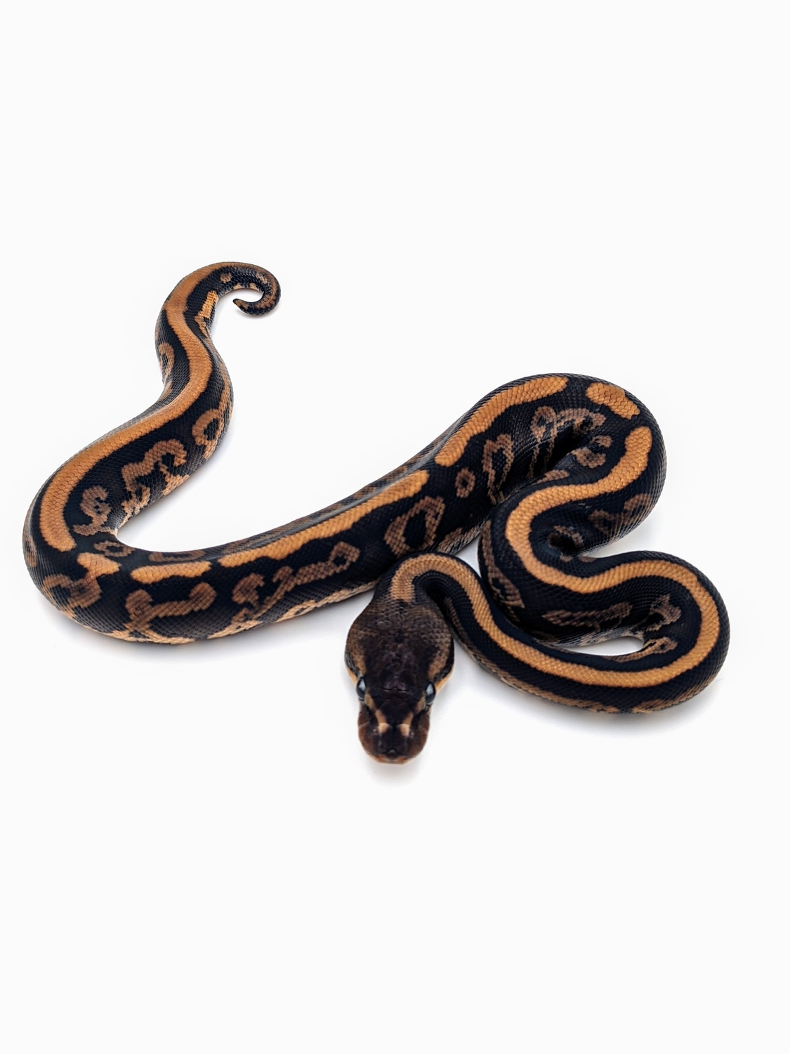 Black Pastel Leopard Red Stripe Yellow Belly Het Clown Ball Python by Python Perfection Inc ...