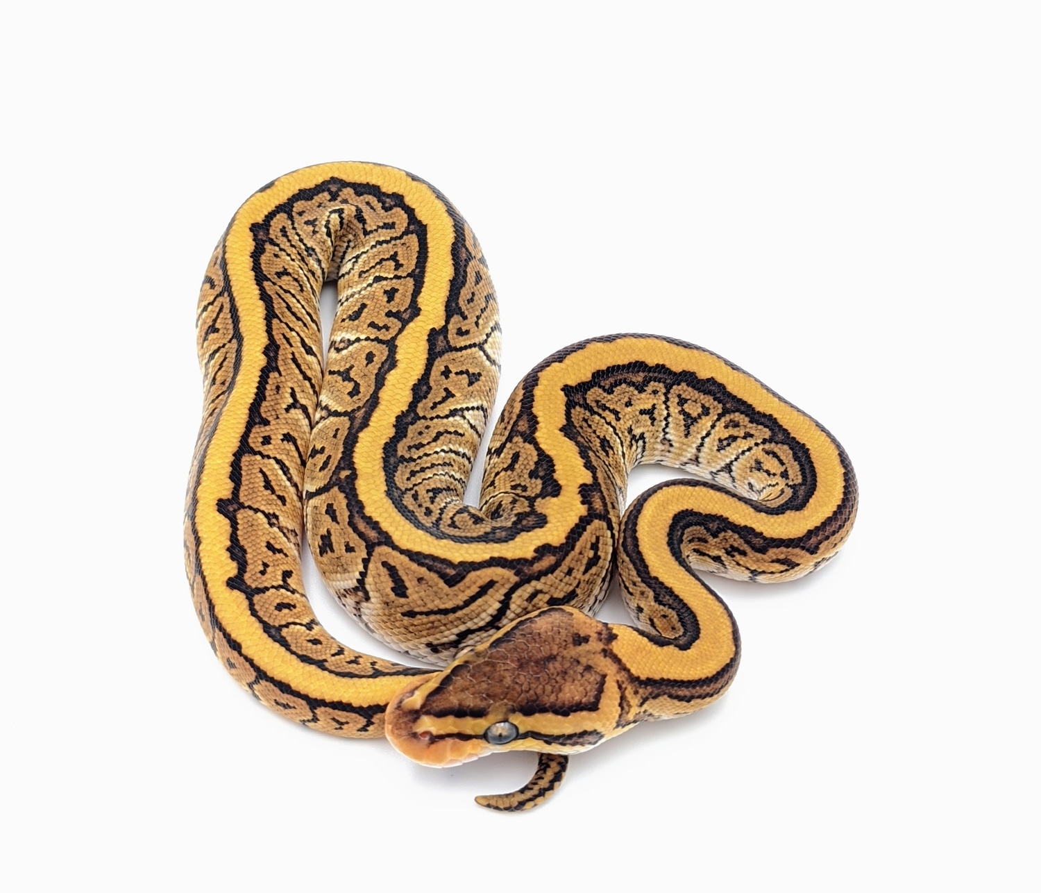 Mystic Pinstripe Het Clown Ball Python by Python Perfection Inc ...