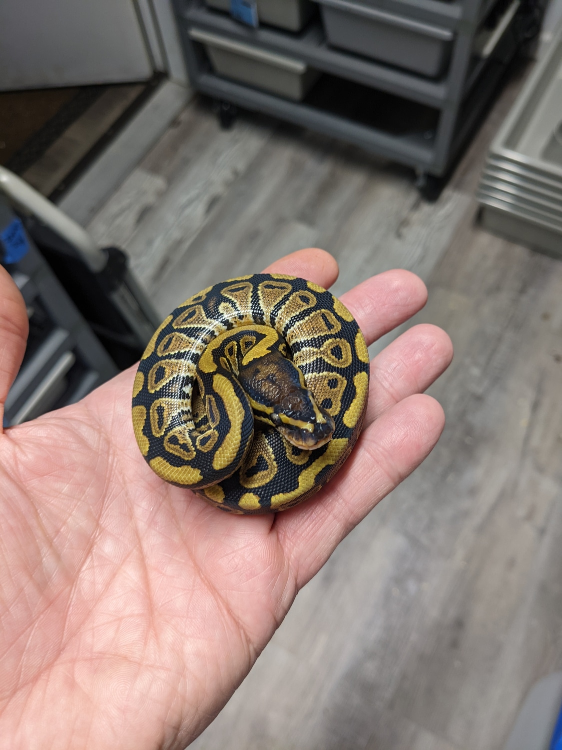 Het Clown Ball Python by Python Perfection Inc - MorphMarket
