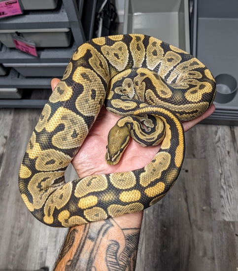 Black Pastel Hypo Het Tristripe (Tsk) Ball Python by Python Perfection Inc