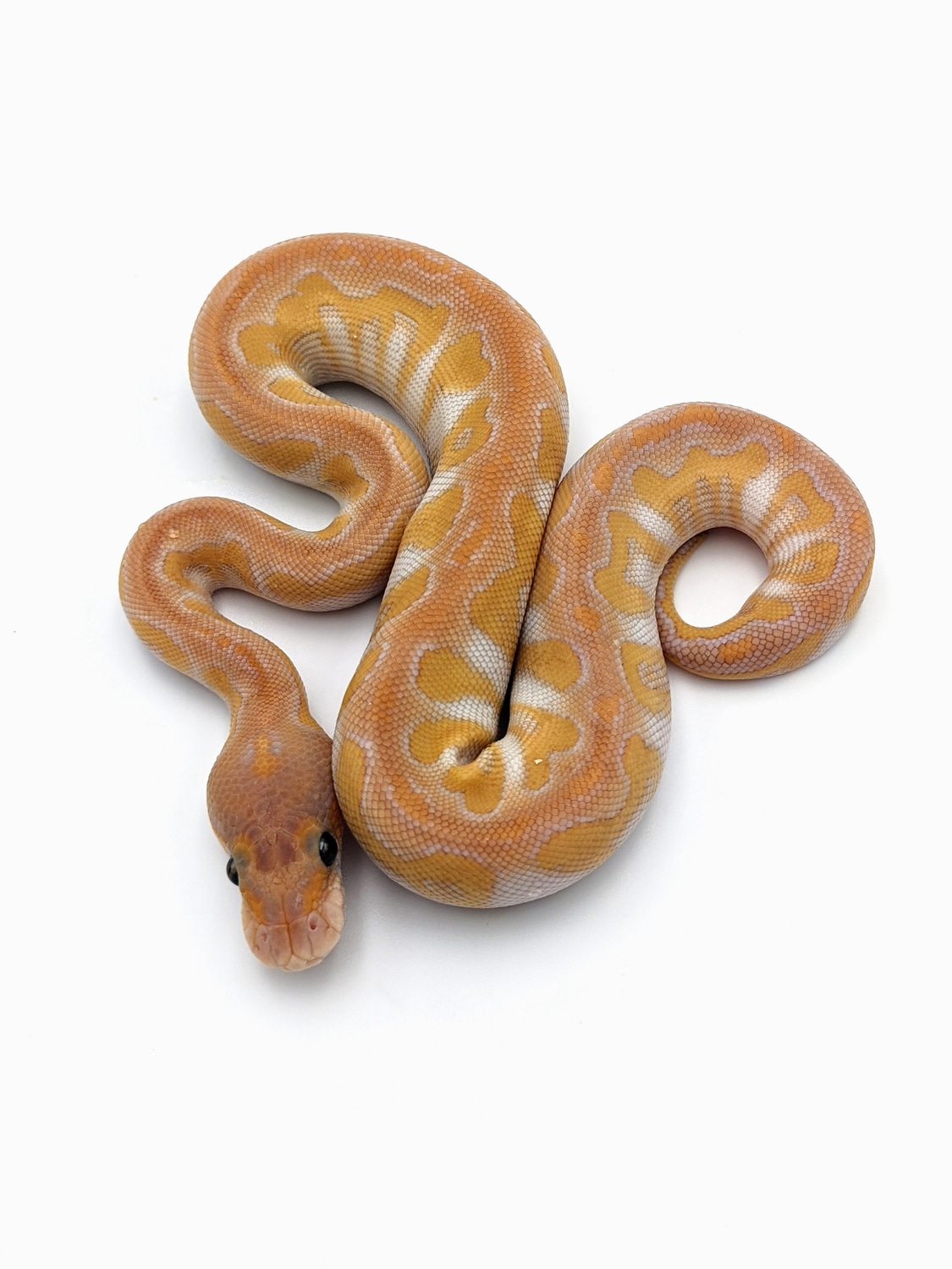 Phantom Crystal Clown (Baker Line Special) Ball Python by Python ...