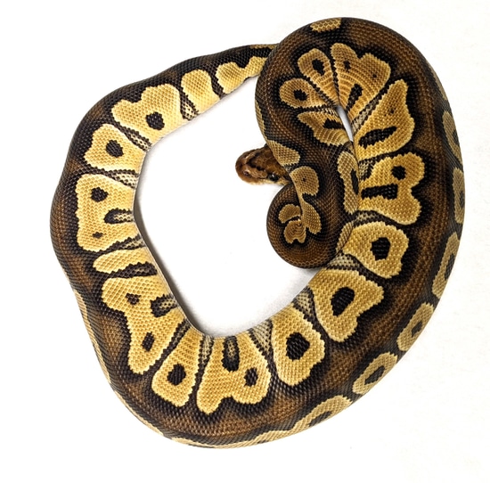 Clown 66% Het Desert Ghost Ball Python by Python Perfection Inc