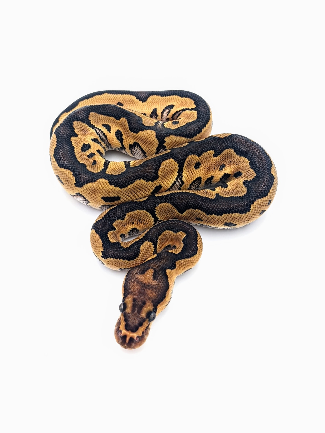 Phantom Clown Ball Python by Python Perfection Inc - MorphMarket
