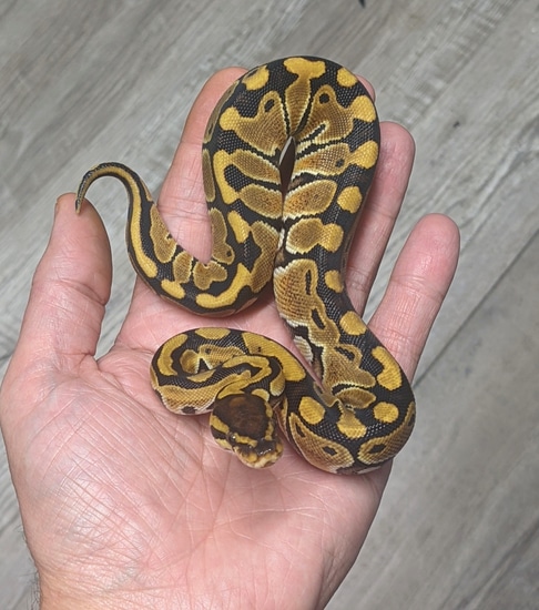 Special Het Clown (Baker Line) Ball Python by Python Perfection Inc