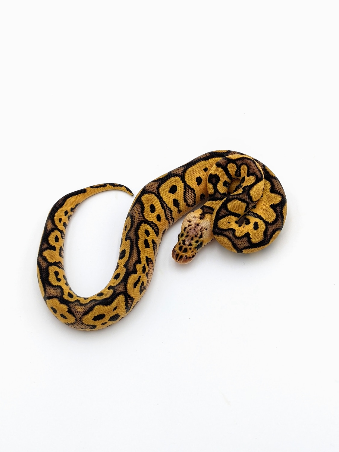 Pastel Gravel Clown Ball Python by Python Perfection Inc - MorphMarket