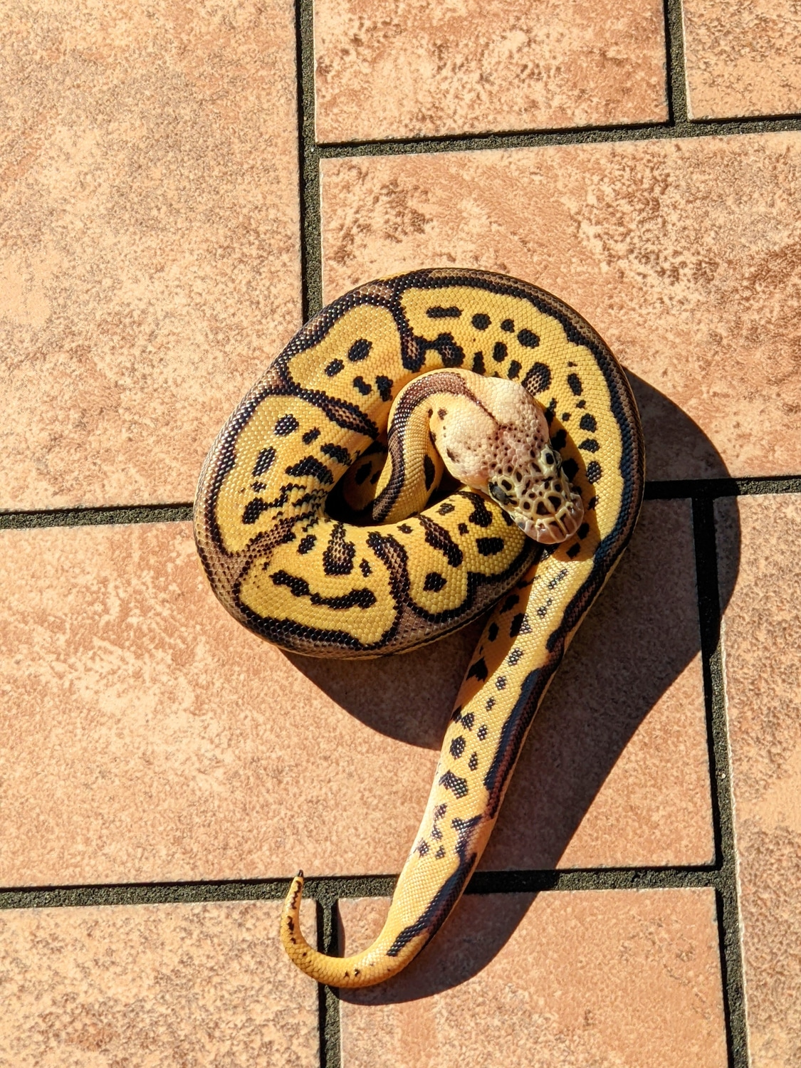 Pastel Gravel Leopard Clown Ball Python by Python Perfection Inc ...