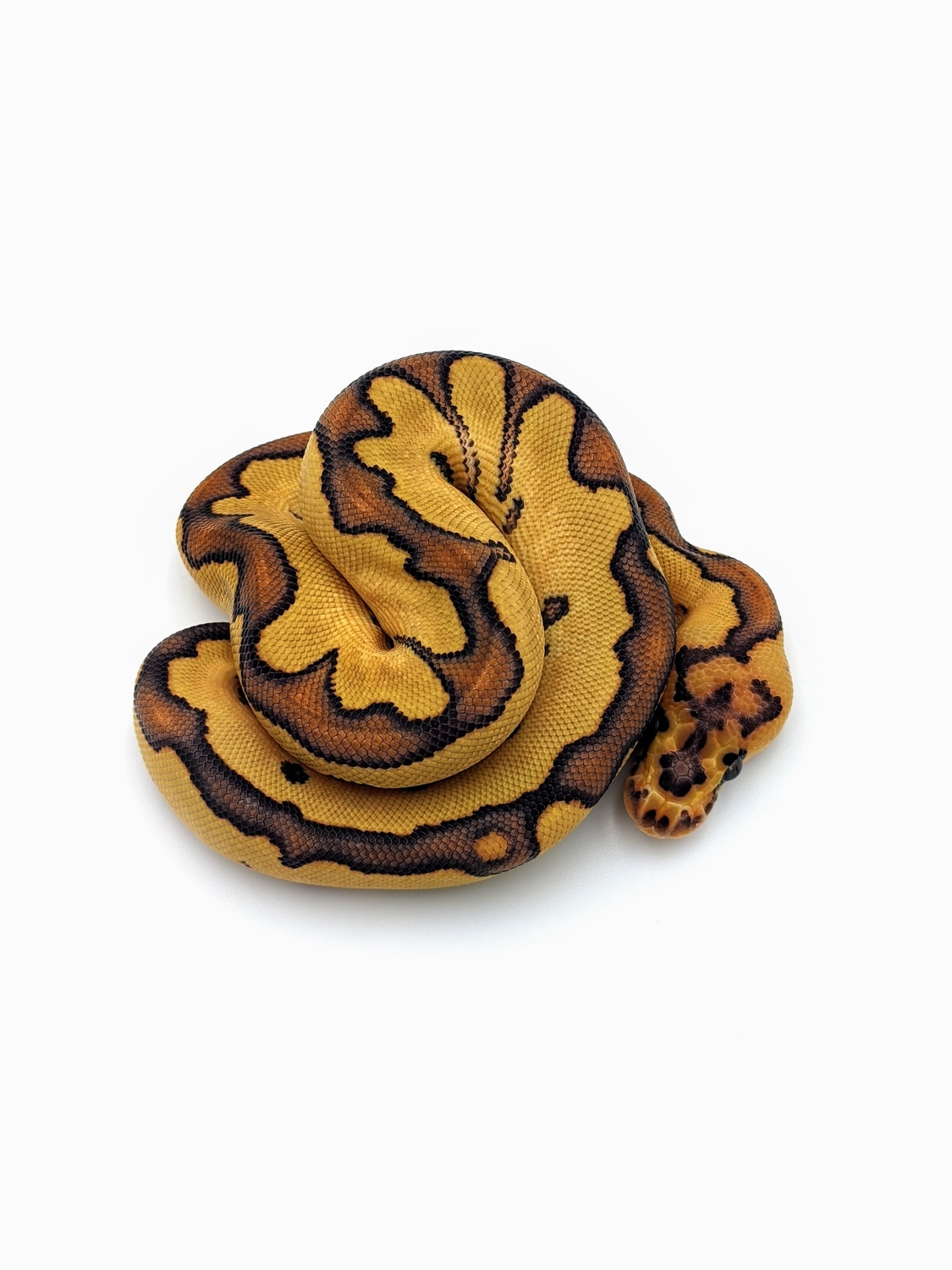 Special Fire Blade Clown Ball Python by Python Perfection Inc - MorphMarket
