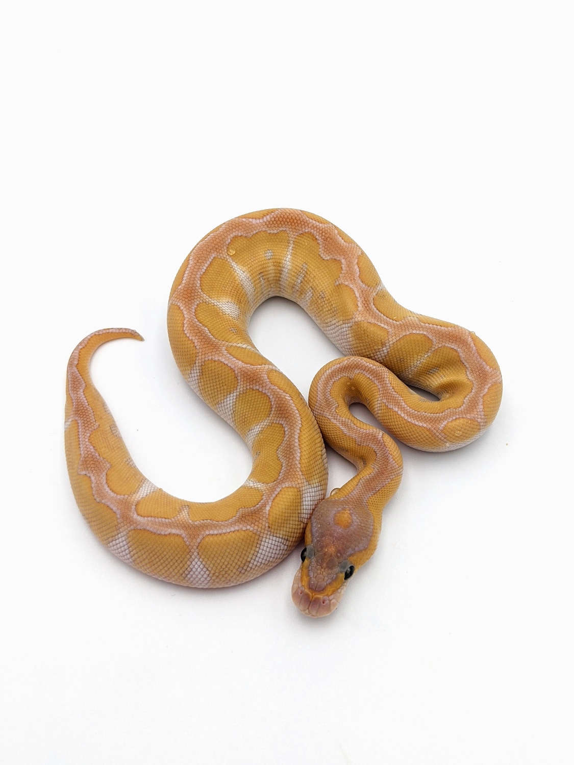 Phantom Crystal Clown Ball Python by Python Perfection Inc - MorphMarket