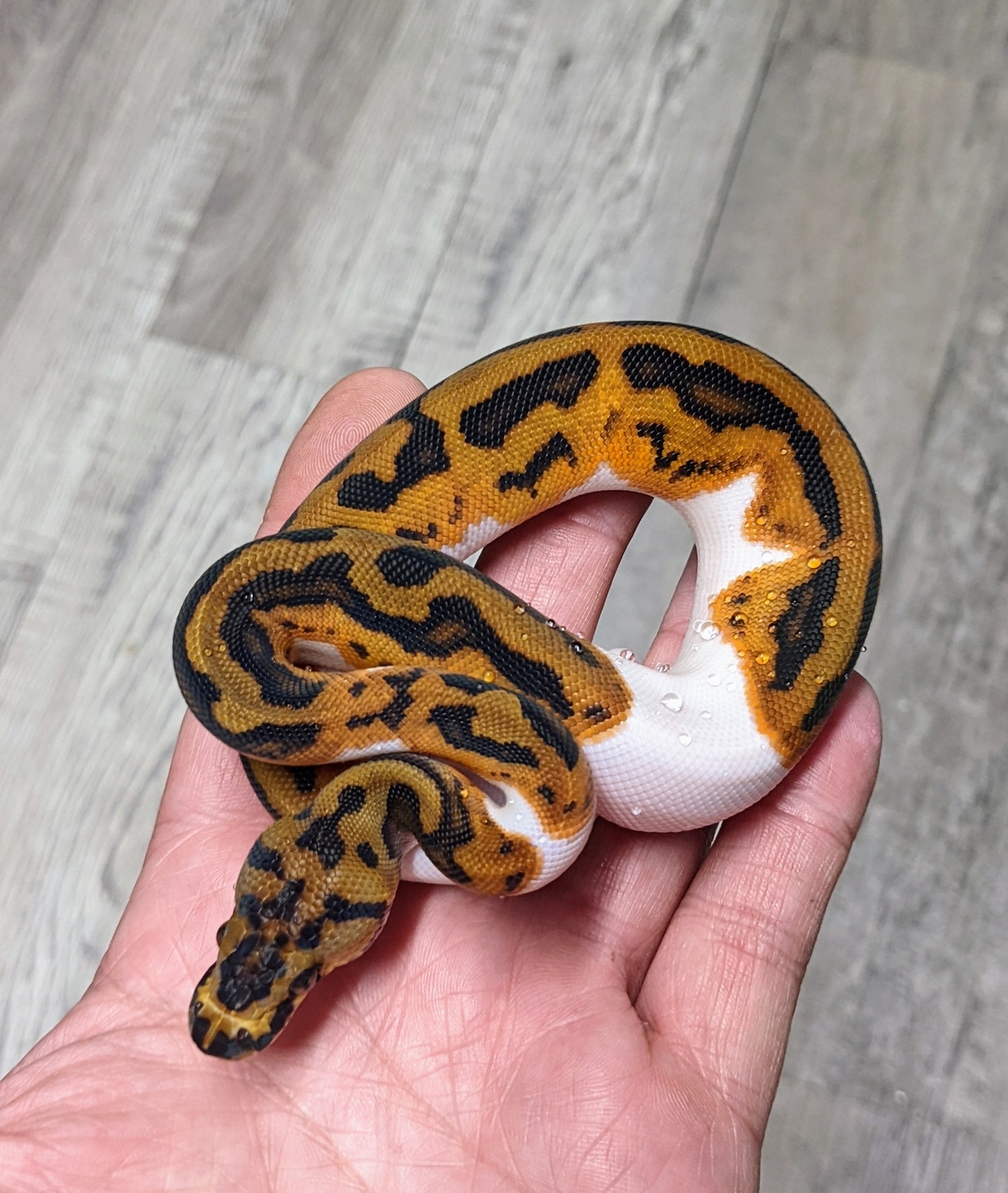 Clown Pied Ball Python by Python Perfection Inc - MorphMarket