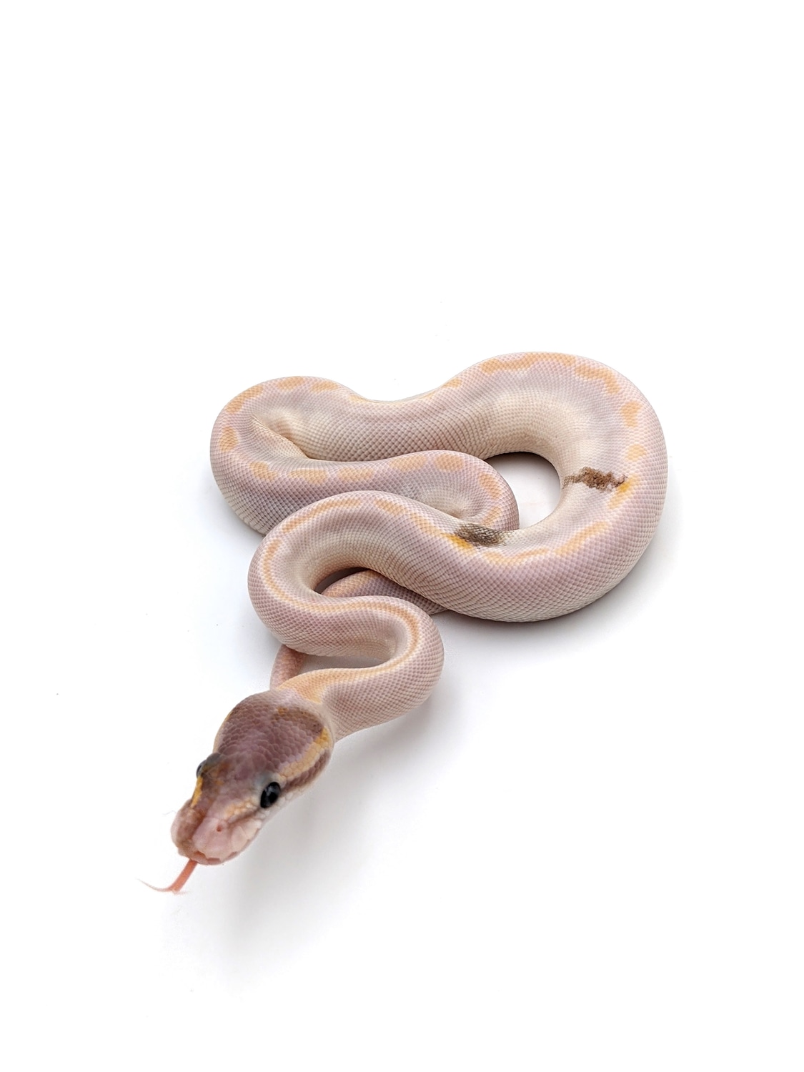 Banana Special Lesser Ghi Het Clown Paradox Ball Python by Python ...