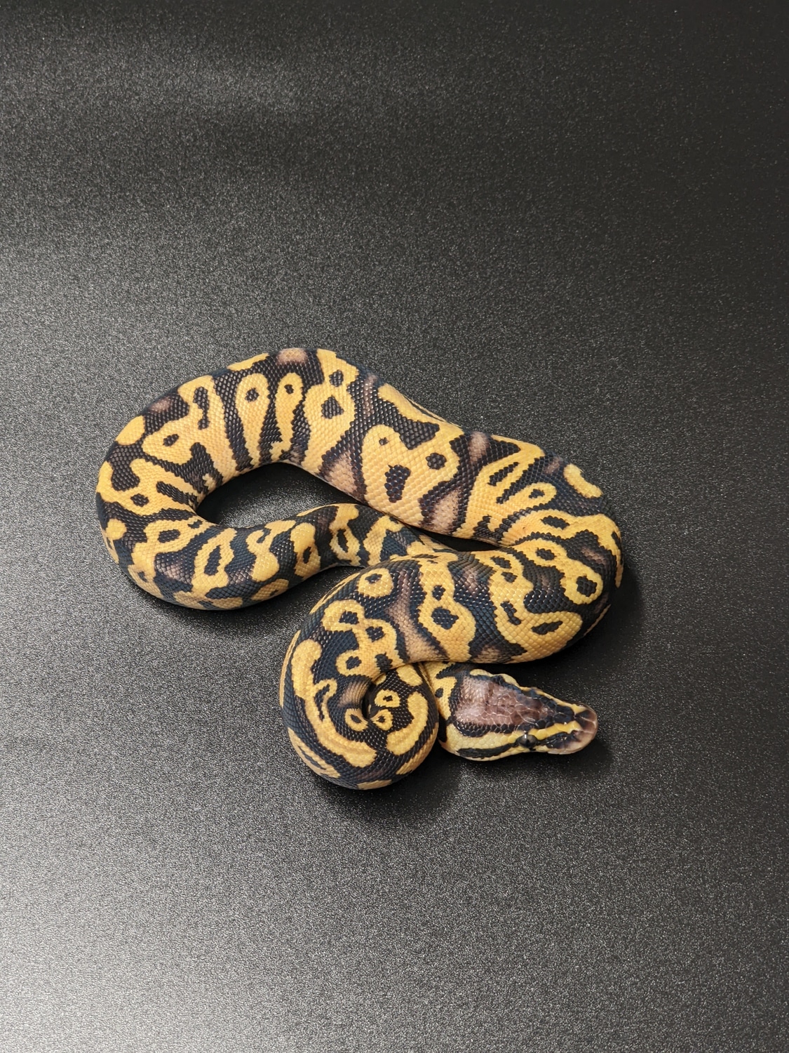 Pastel Gravel Het Clown Ball Python by Python Perfection Inc - MorphMarket