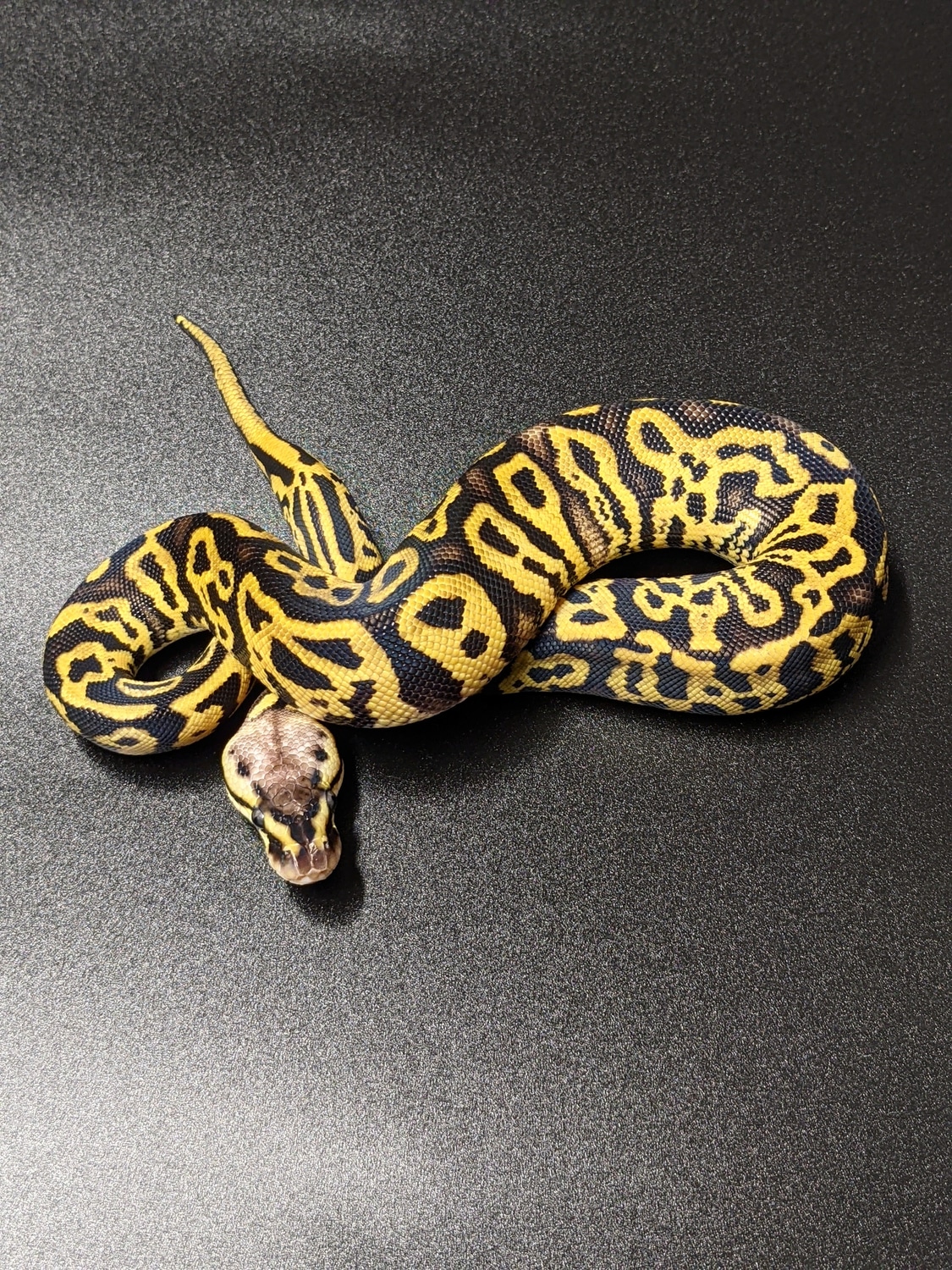 Pastel Gravel Leopard Het Clown Ball Python by Python Perfection Inc ...