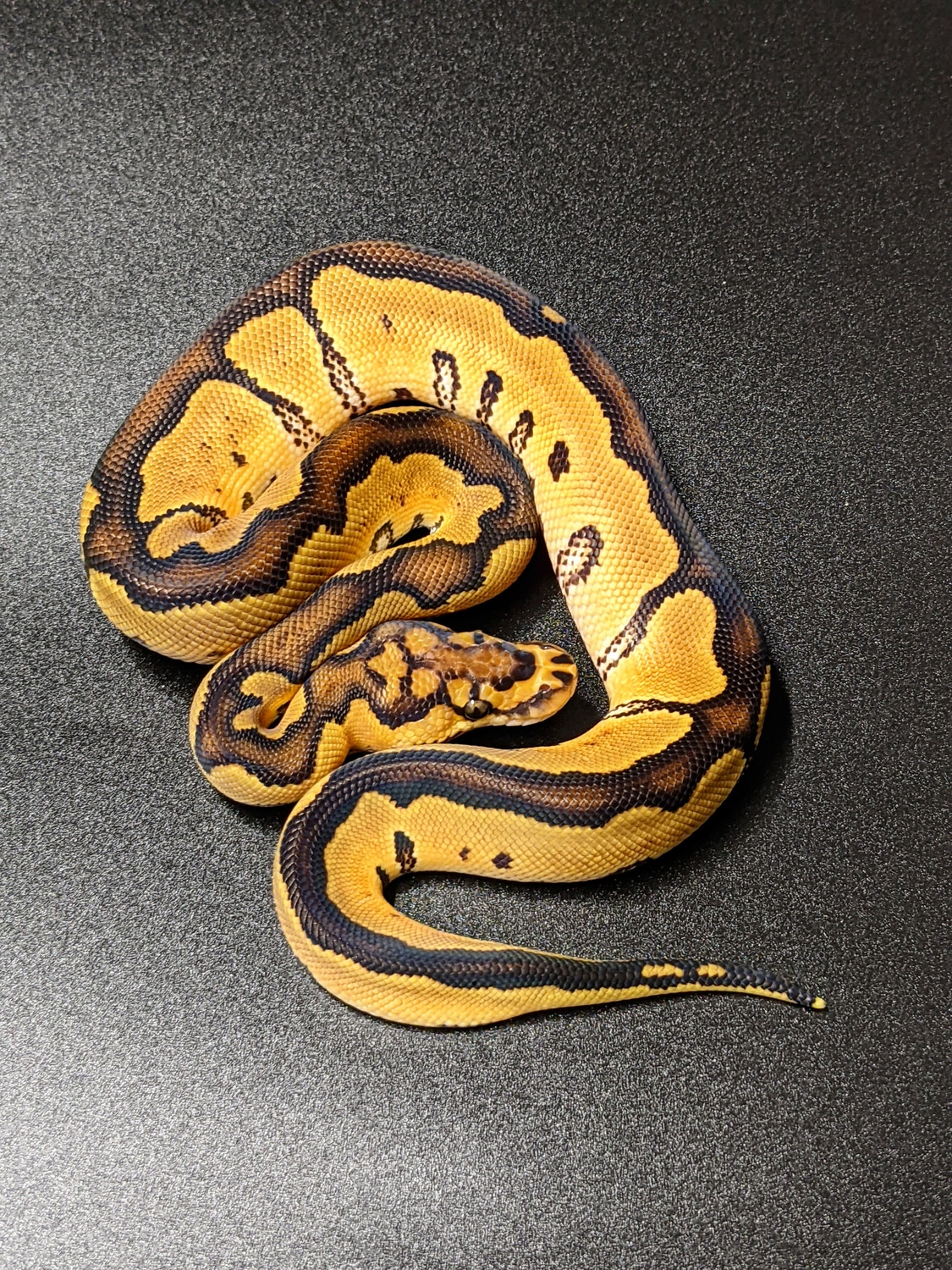 Clown Het Ultramel Ball Python by Python Perfection Inc - MorphMarket