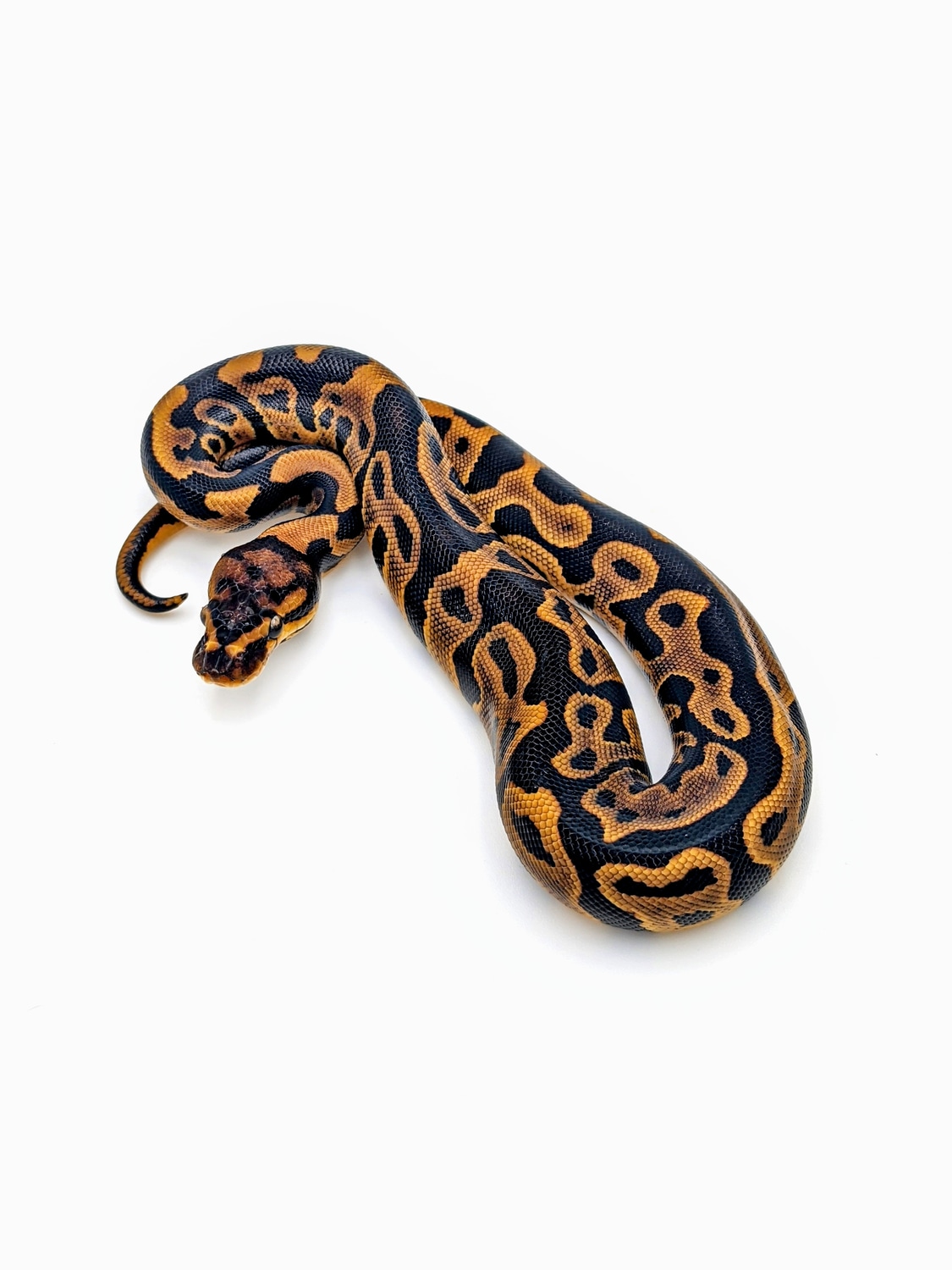Leopard Red Stripe Het Clown Ball Python by Python Perfection Inc ...