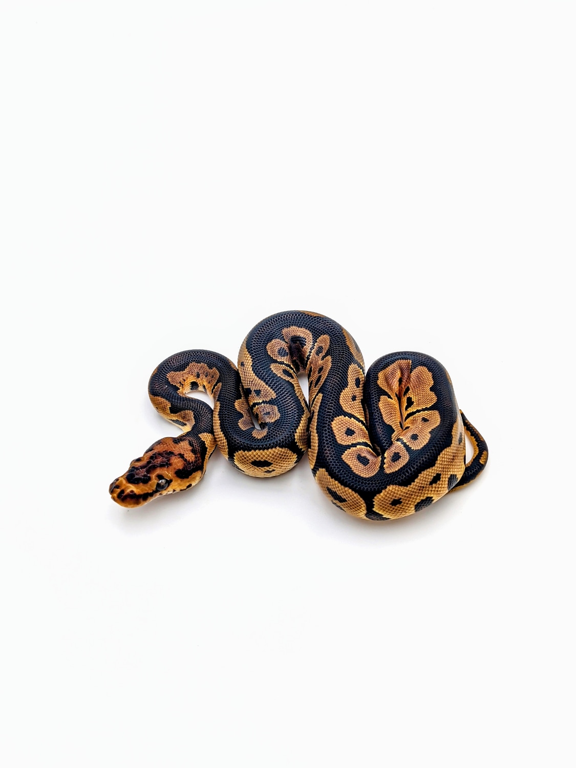 Red Stripe Clown Ball Python by Python Perfection Inc - MorphMarket