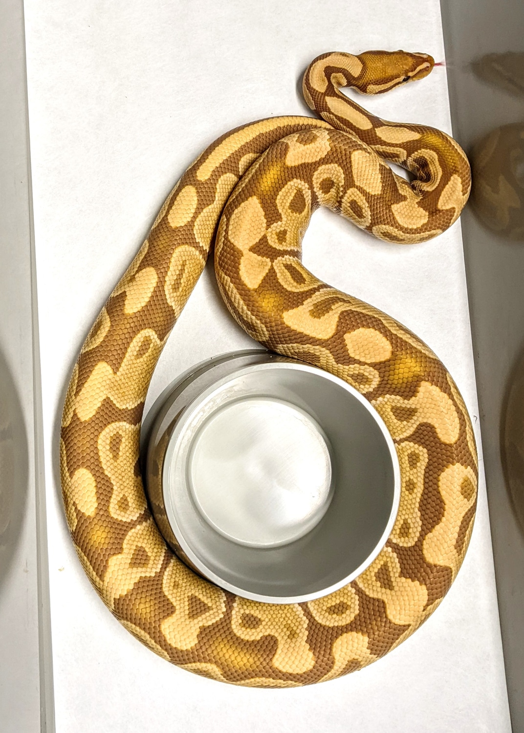 Ultramel Ball Python by Python Perfection Inc - MorphMarket