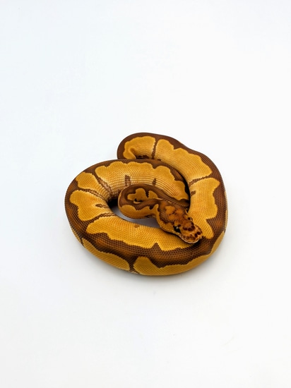 Ultramel Clown Ball Python by Python Perfection Inc