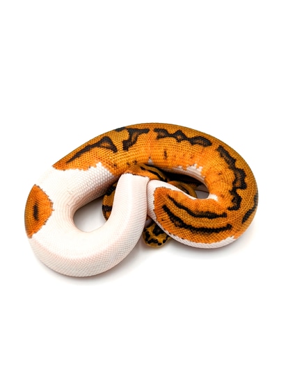 Clown Pied Ball Python by Python Perfection Inc