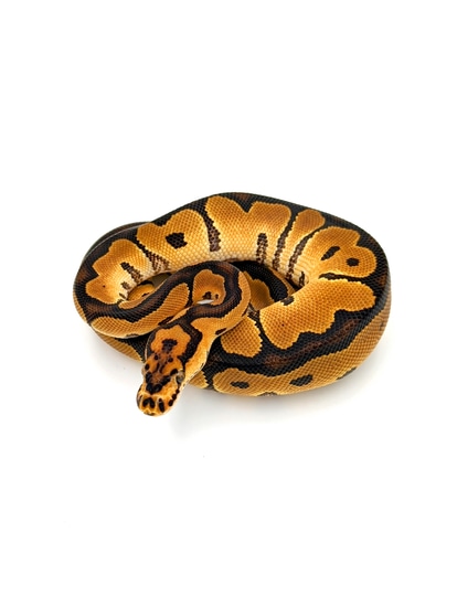 CLOWN Ball Python by Python Perfection Inc