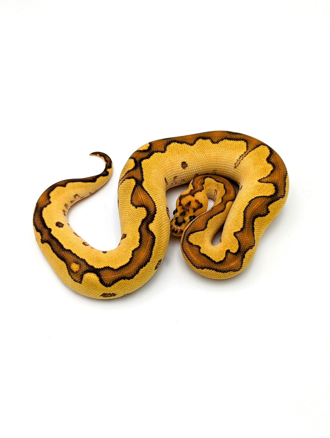 Special Fire Blade Clown Ball Python by Python Perfection Inc - MorphMarket