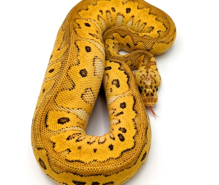 Phantom Crystal Clown Ball Python by Python Perfection Inc - MorphMarket