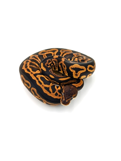 Black Pastel Leopard Red Stripe Het Clown Ball Python by Python Perfection Inc