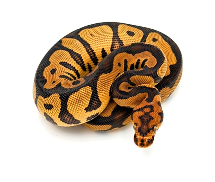 Phantom Crystal Clown Ball Python by Python Perfection Inc - MorphMarket