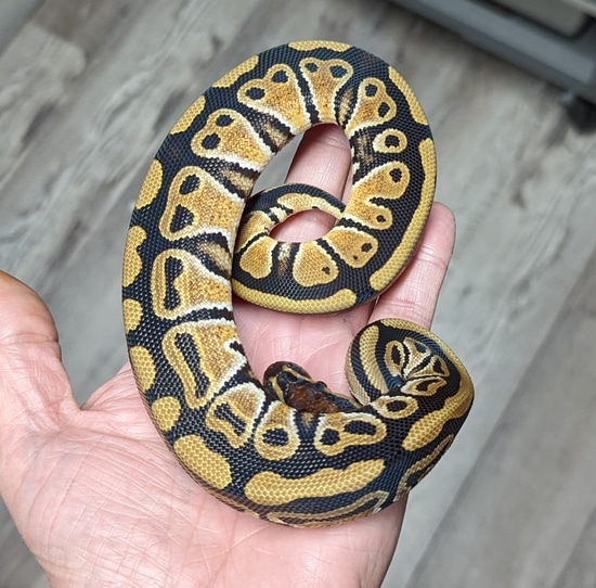 Triple Het Clown Ultramel Genetic Stripe Ball Python by Python Perfection Inc