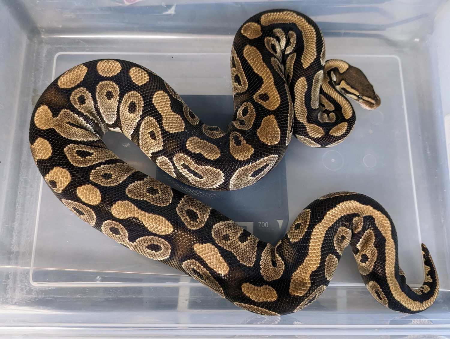 Phantom Het Clown Ball Python by Python Perfection Inc - MorphMarket