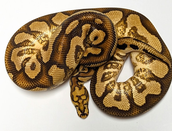 Spotnose Redstripe Yellowbelly Clown Ball Python by Python Perfection Inc