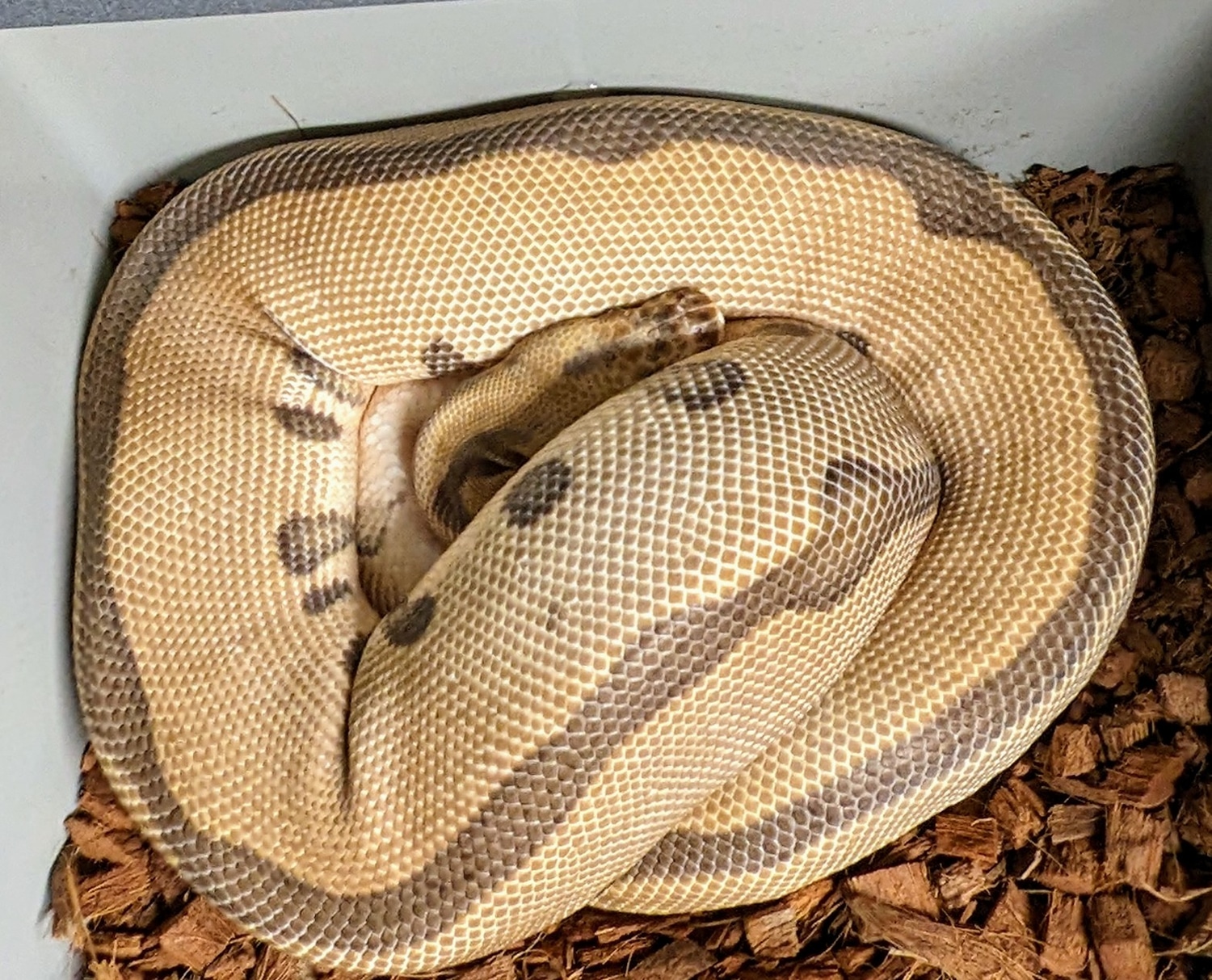 Leoaprd Fire Blade Clown Ball Python by Python Perfection Inc - MorphMarket