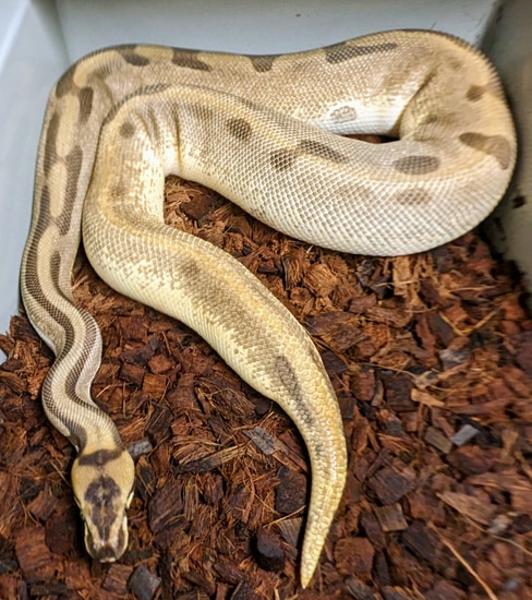 Od Leopard Enchi Blade Het Clown Ball Python by Python Perfection Inc
