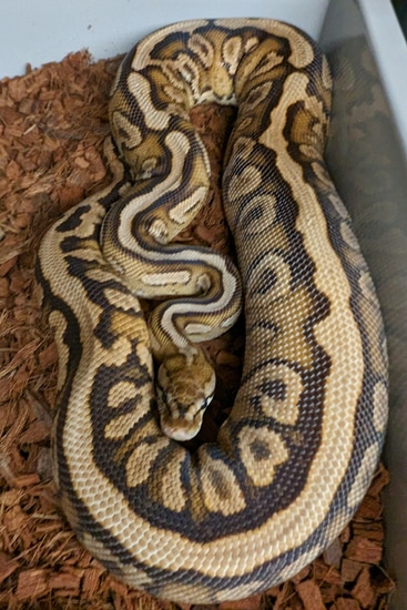 Black Pastel Redstripe Yellowbelly Spotnose Het Clown Ball Python by Python Perfection Inc