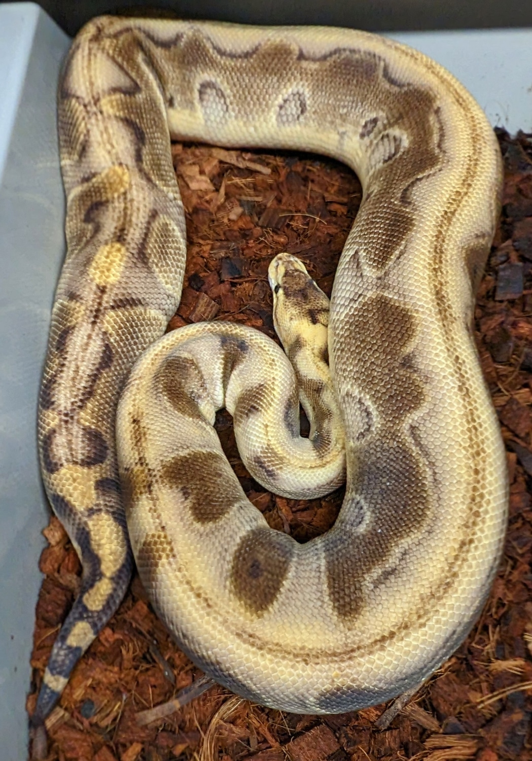 Champagne Redstripe Enchi Het Clown Ball Python by Python Perfection ...