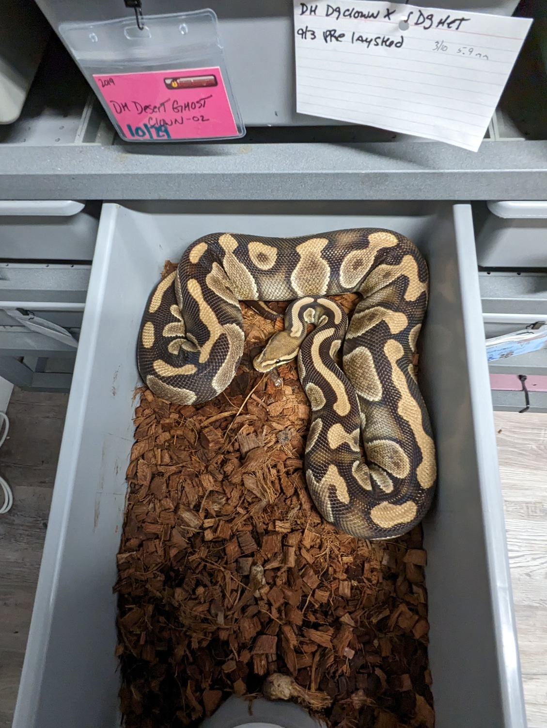 Garcia Chocolate Het Ultramel Ball Python by Python Perfection Inc - MorphMarket