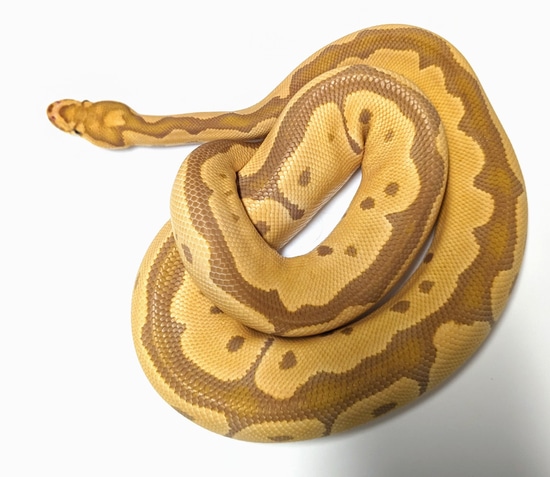 Ultramel Clown Ball Python by Python Perfection Inc