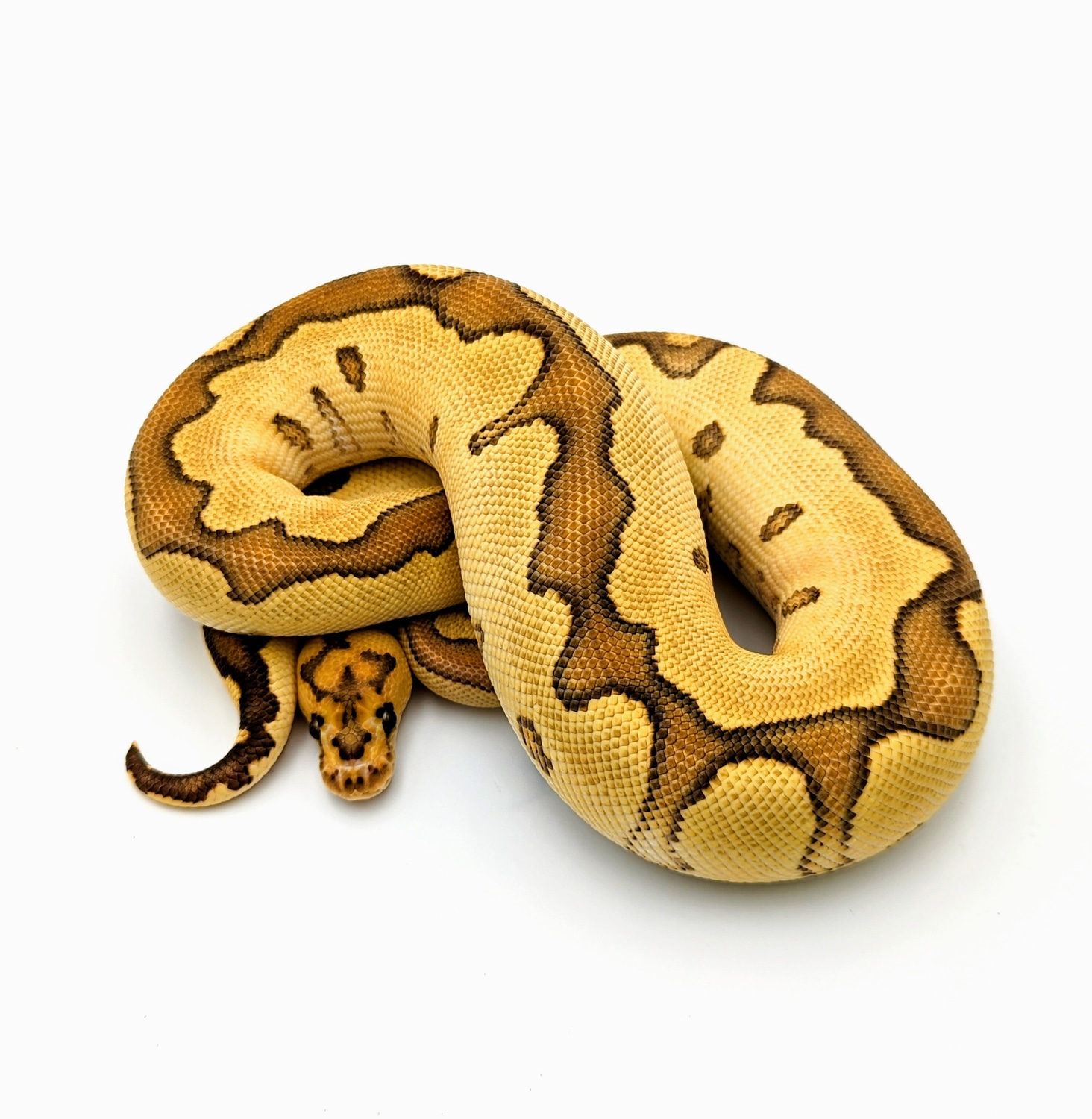 Special Fire Blade Clown ***free Shipping*** Ball Python by Python ...
