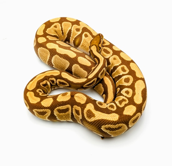 Ultramel Het Genetic Stripe Ball Python by Python Perfection Inc