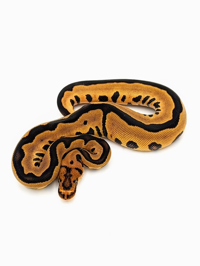 Leopard Red Stripe Clown Ball Python by Python Perfection Inc